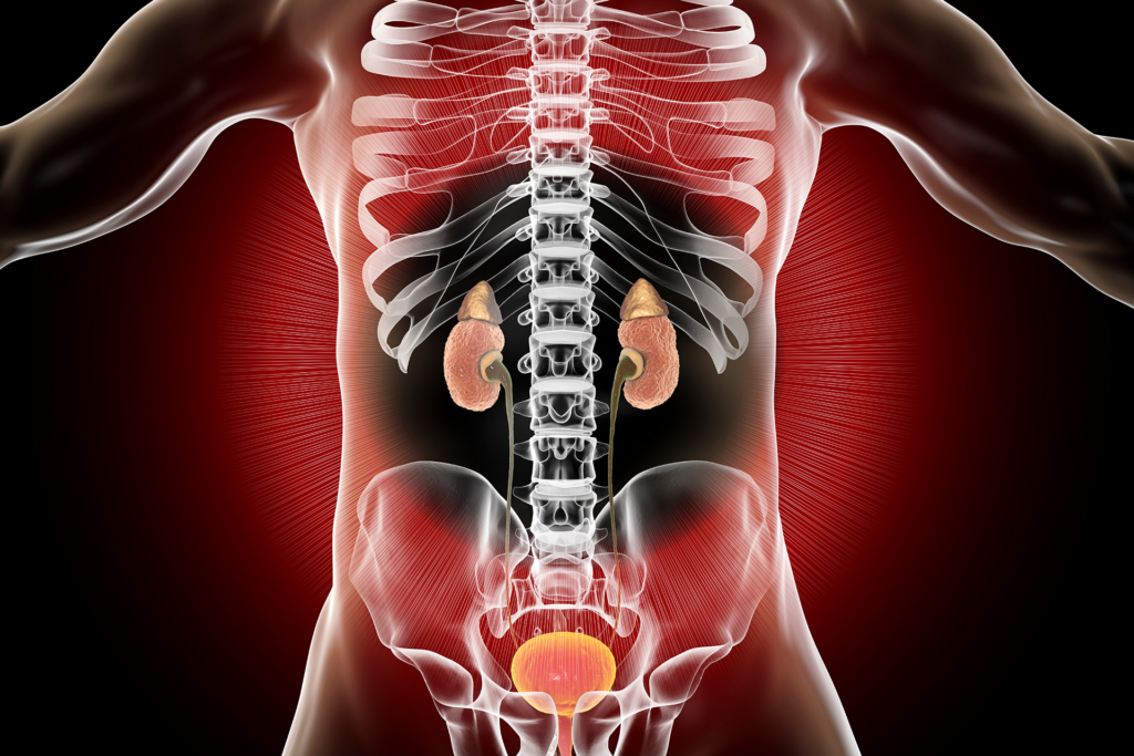 Genitourinary System - Signature Health Services